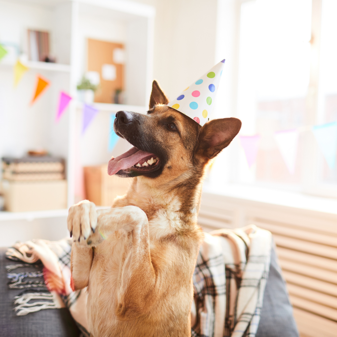 Furry Friends Box (for dogs) – Boite Experience Boxes